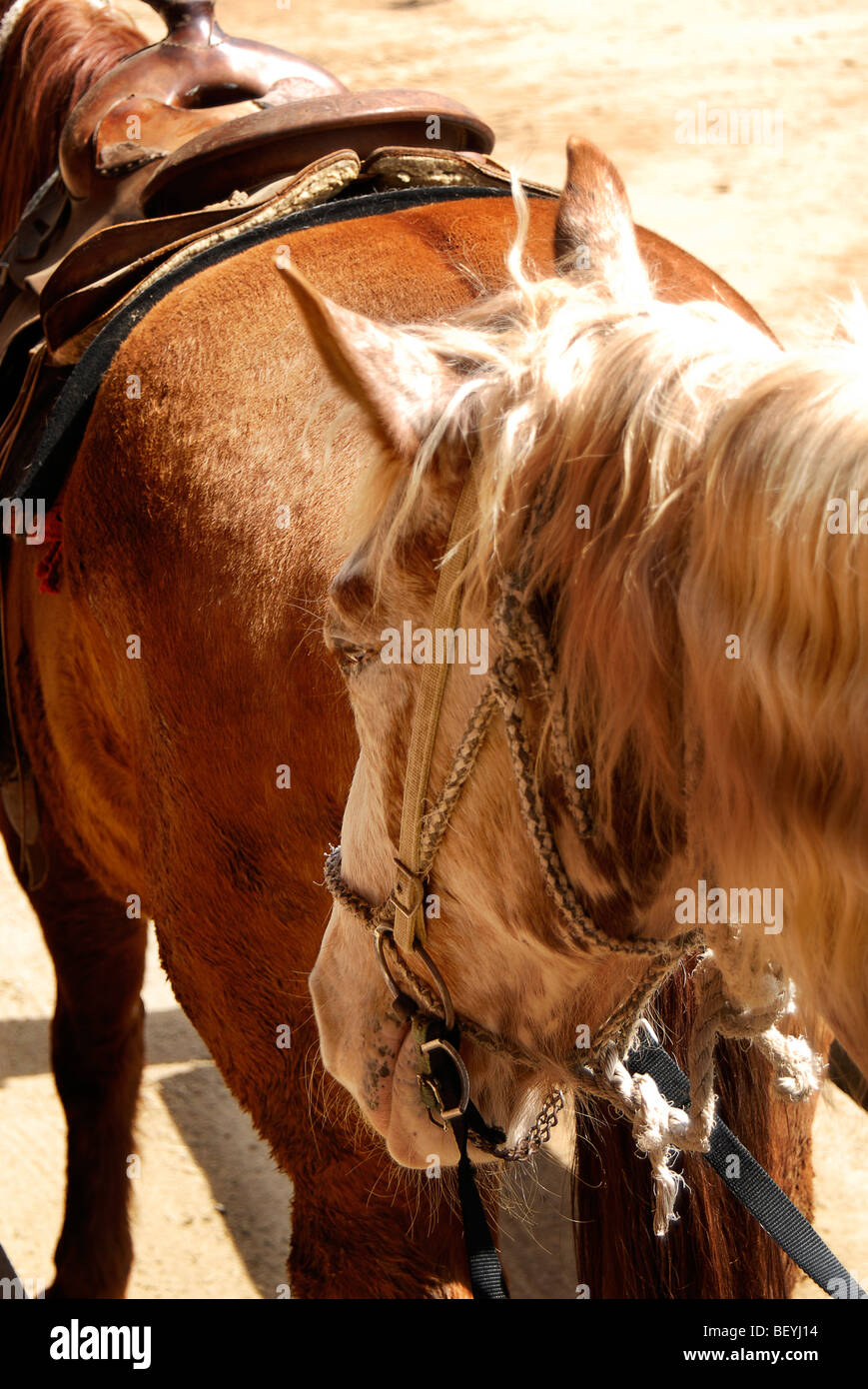 Mascota triste hi-res stock photography and images - Alamy