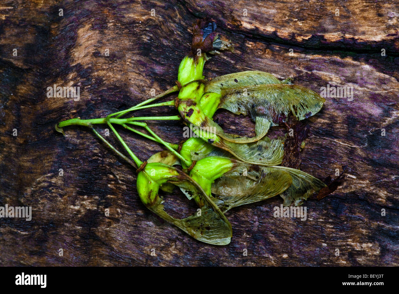 Seeds in rain hi-res stock photography and images - Alamy