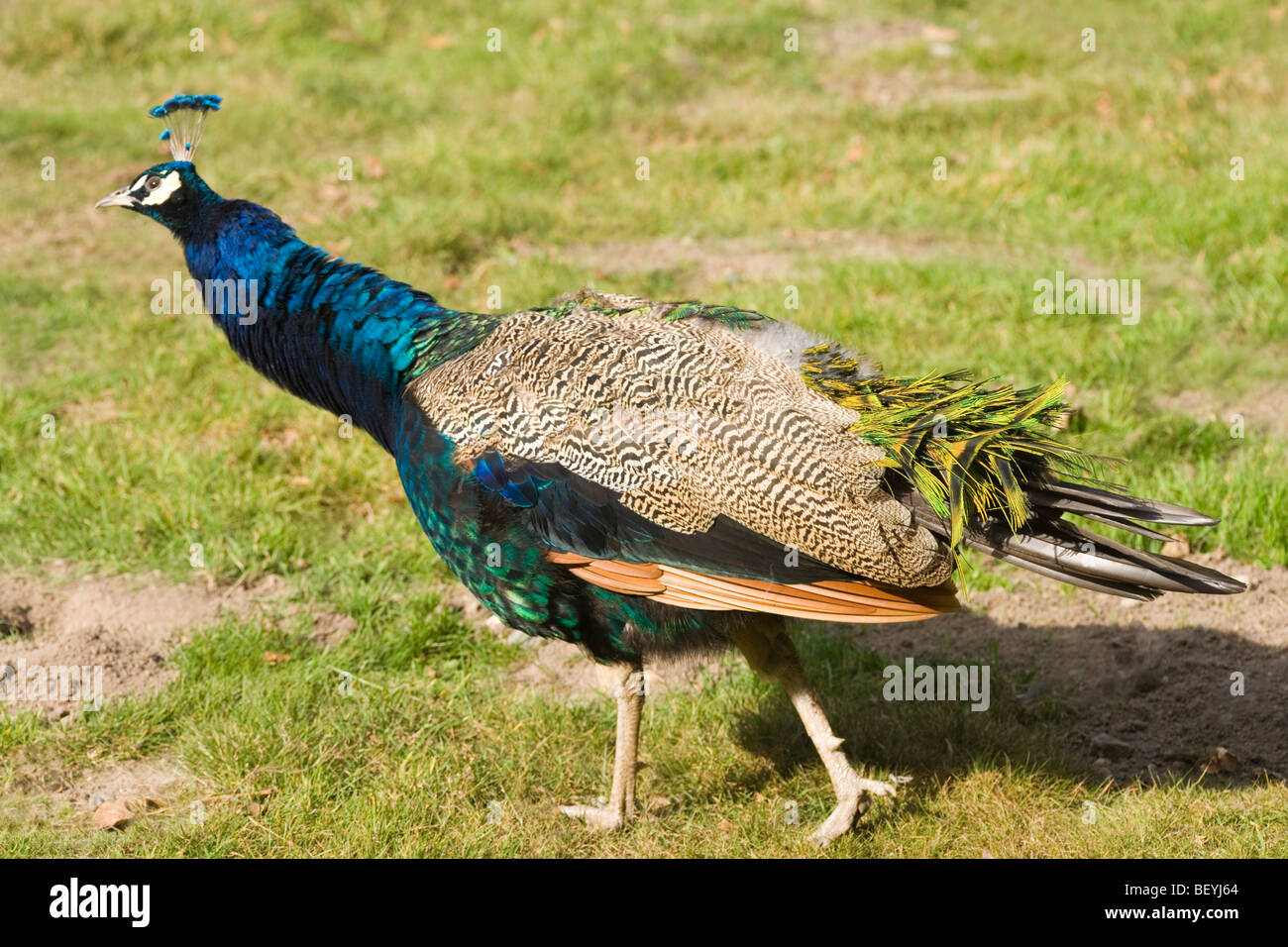 Indian Peacock Portrait Of Blue Peacock · Free Stock Photo