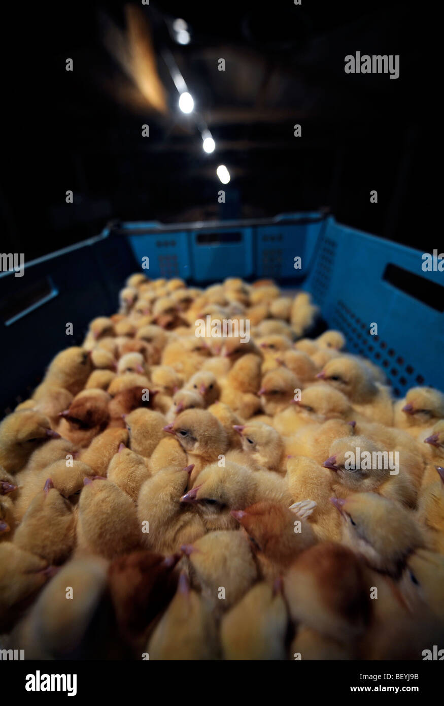 Commercial broiler chickens hi-res stock photography and images - Alamy
