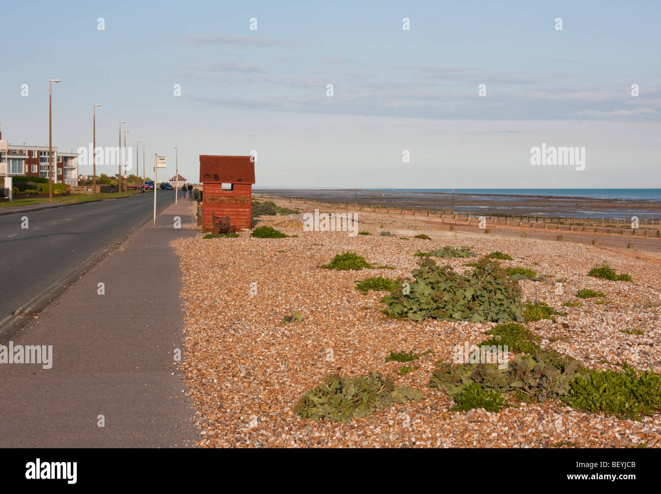 Vegetated shingle beach in Littlehampton, West Sussex Stock Photo - Alamy