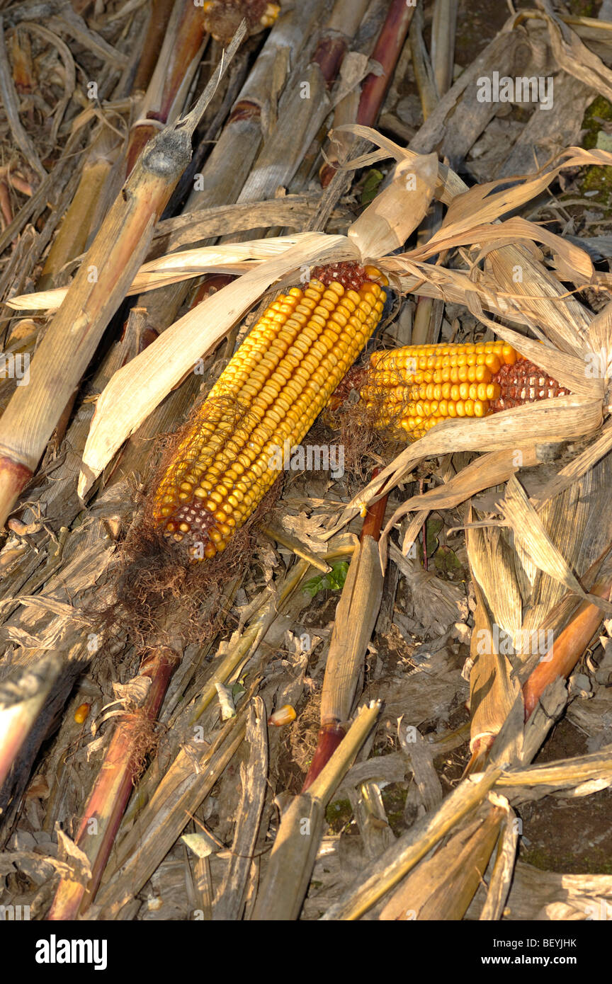 Corn left on the ground in a field after harvesting by a combine in ...