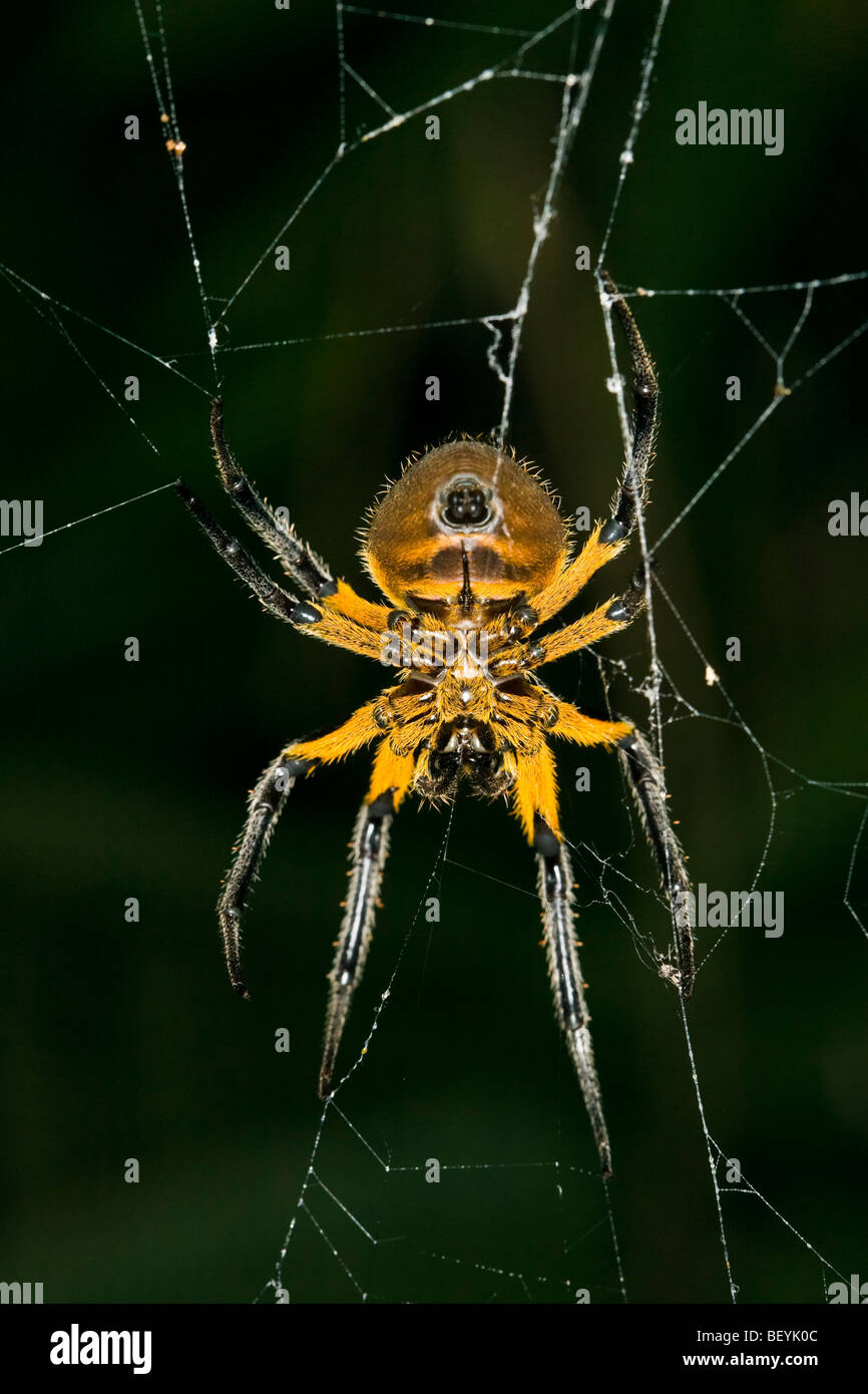 Large orb weaver spider in the amazon basin in Peru Stock Photo - Alamy