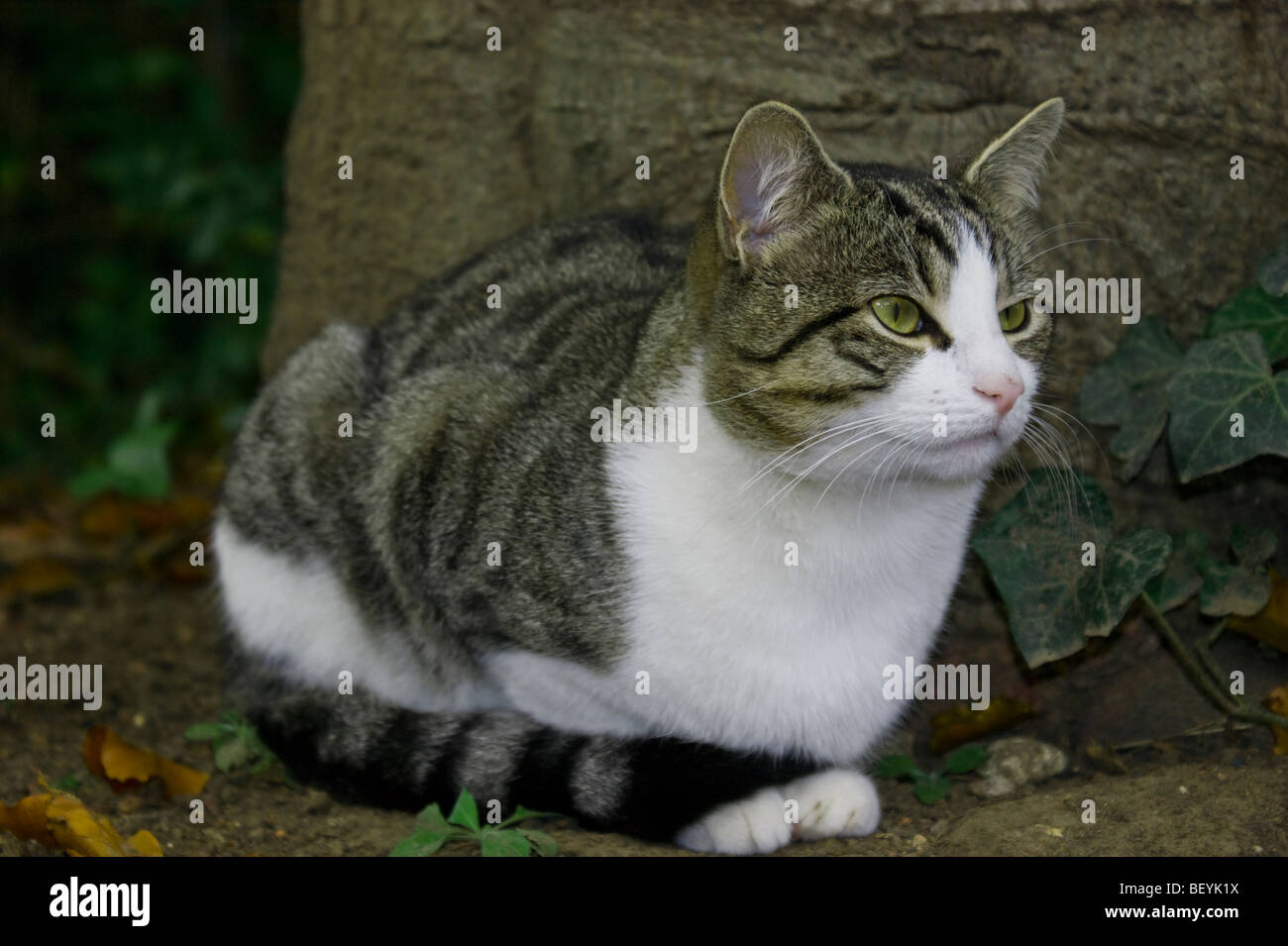 2 year old cat hi-res stock photography and images - Alamy
