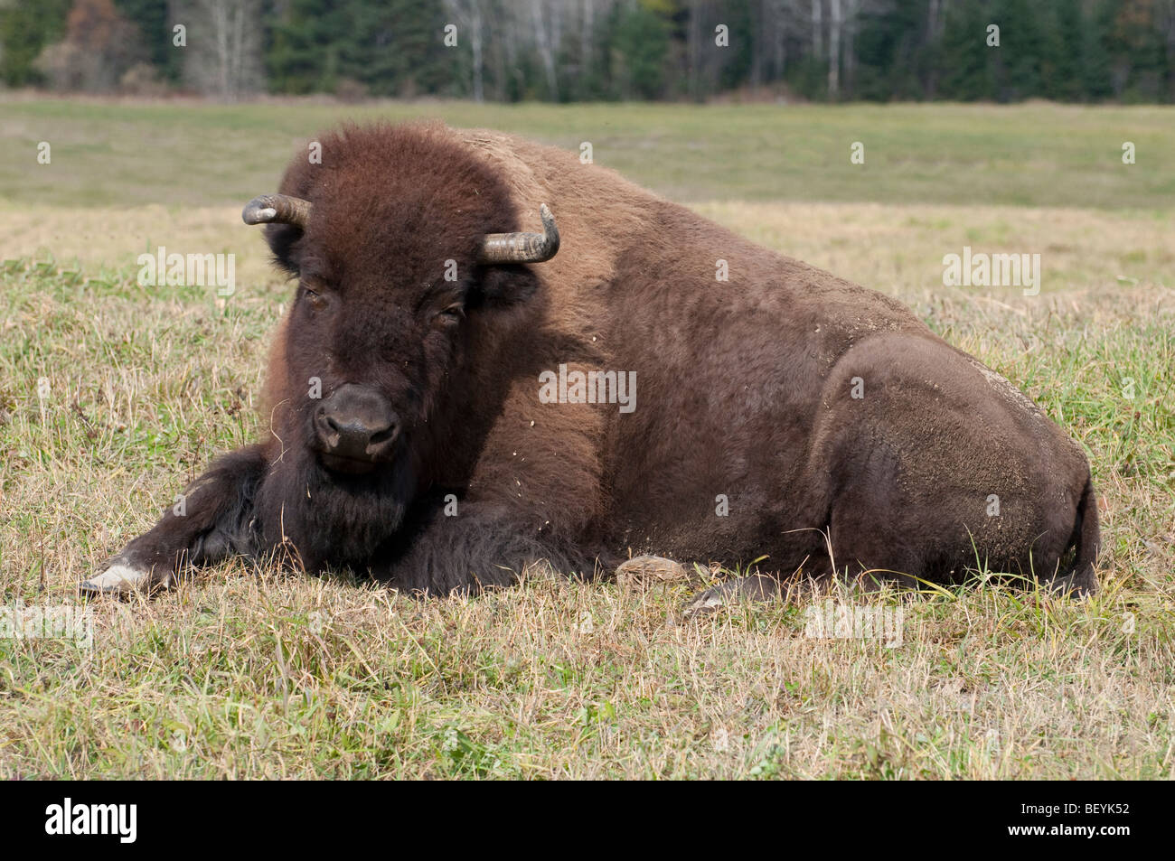 A Bison at Omega Park in Quebec Stock Photo - Alamy