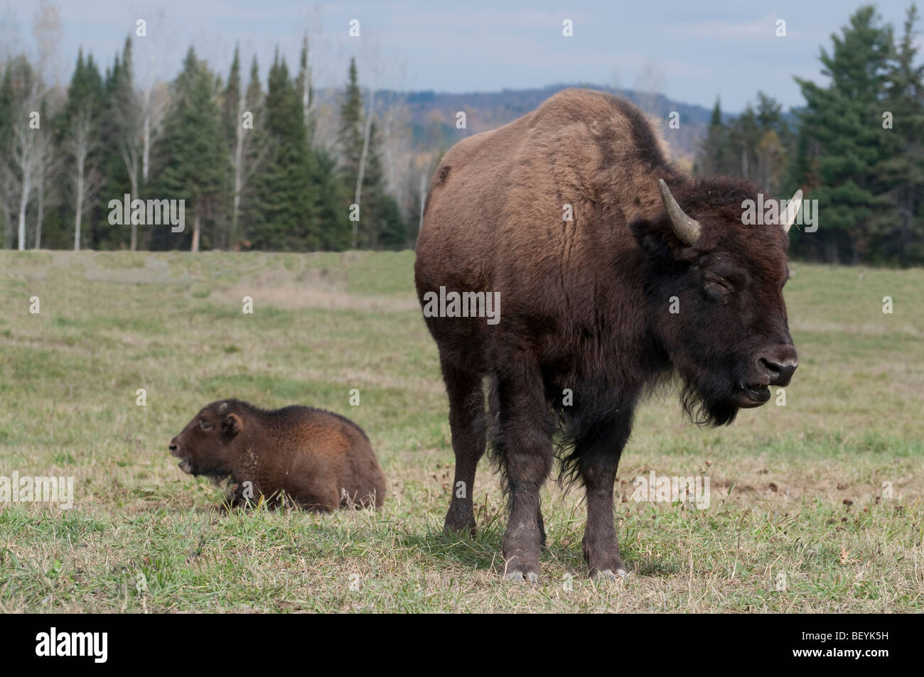 Omega Park Bison High Resolution Stock Photography and Images - Alamy