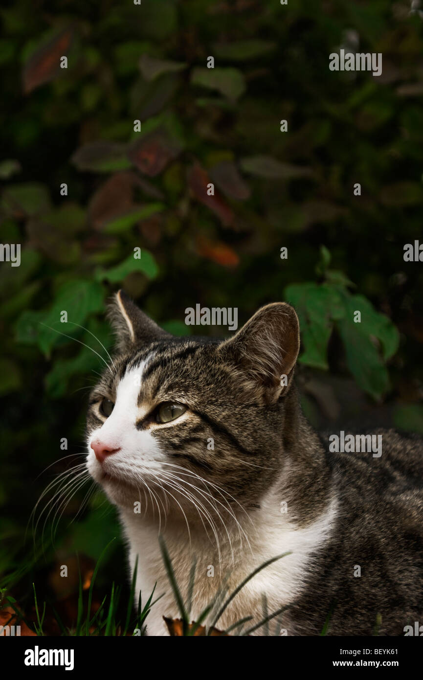 Tom cat portrait hi-res stock photography and images - Alamy