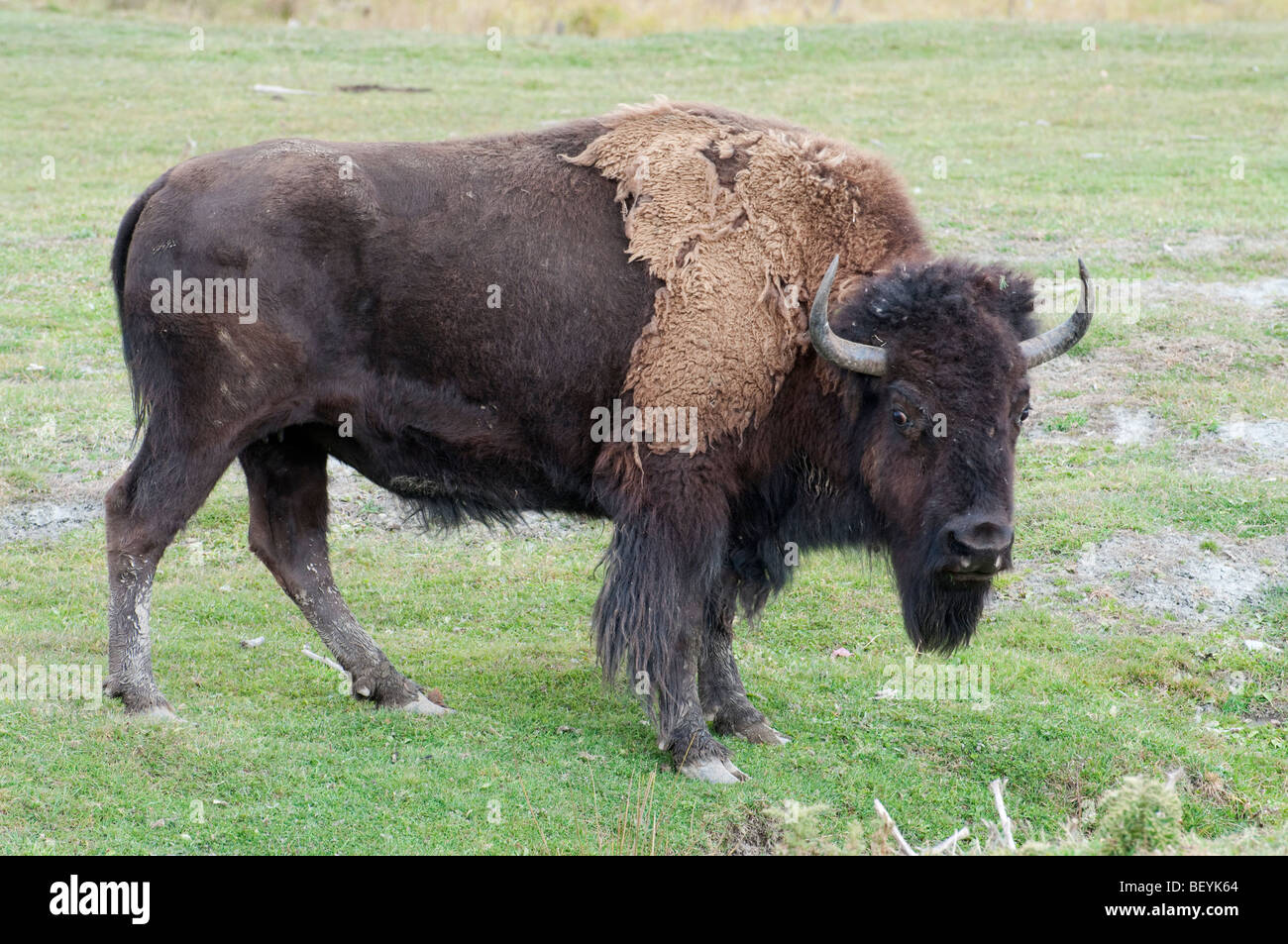 Omega Park Bison High Resolution Stock Photography and Images - Alamy