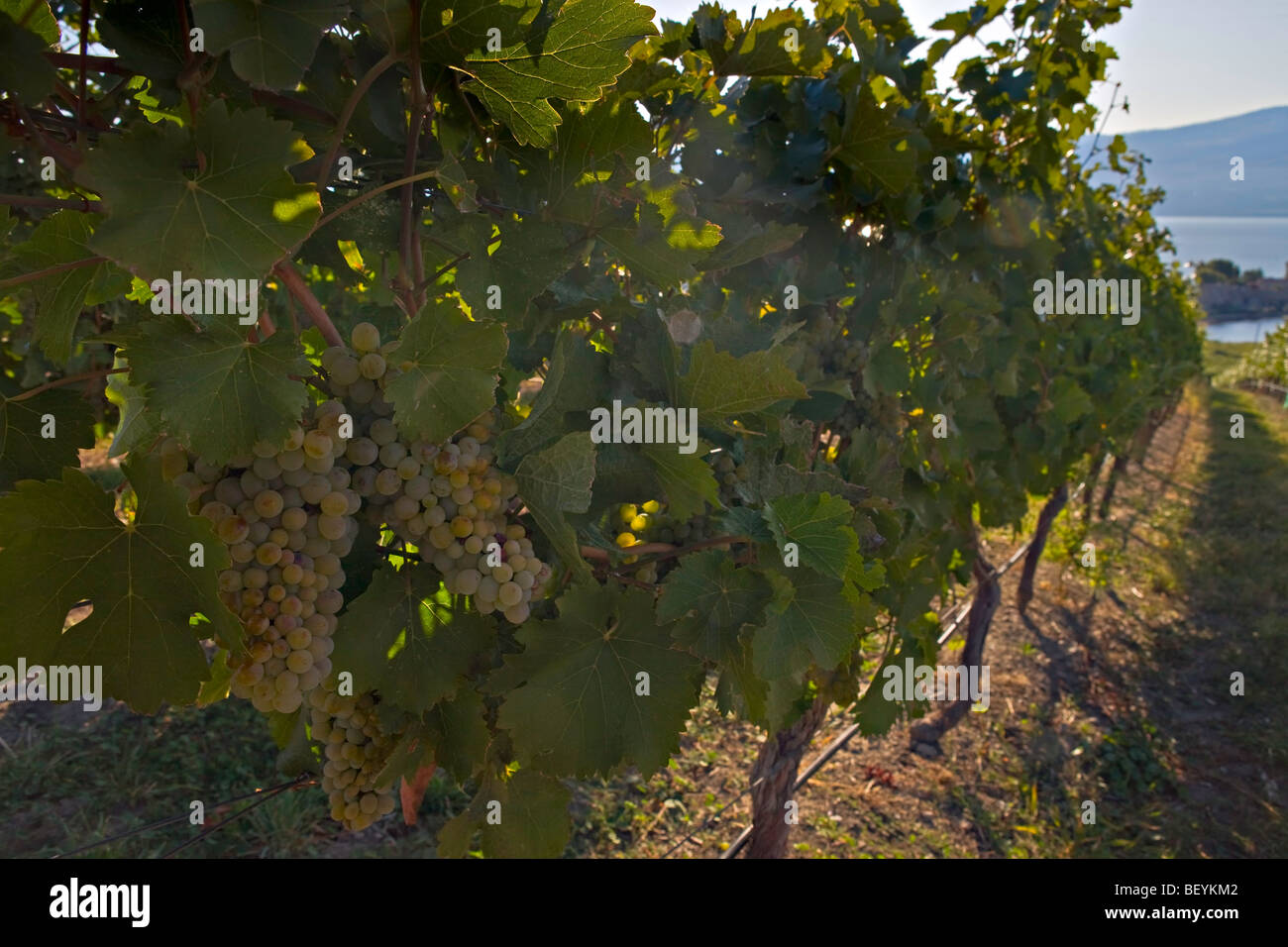 Clusters of white grapes on a grapevine at a vineyard in Westbank, West ...
