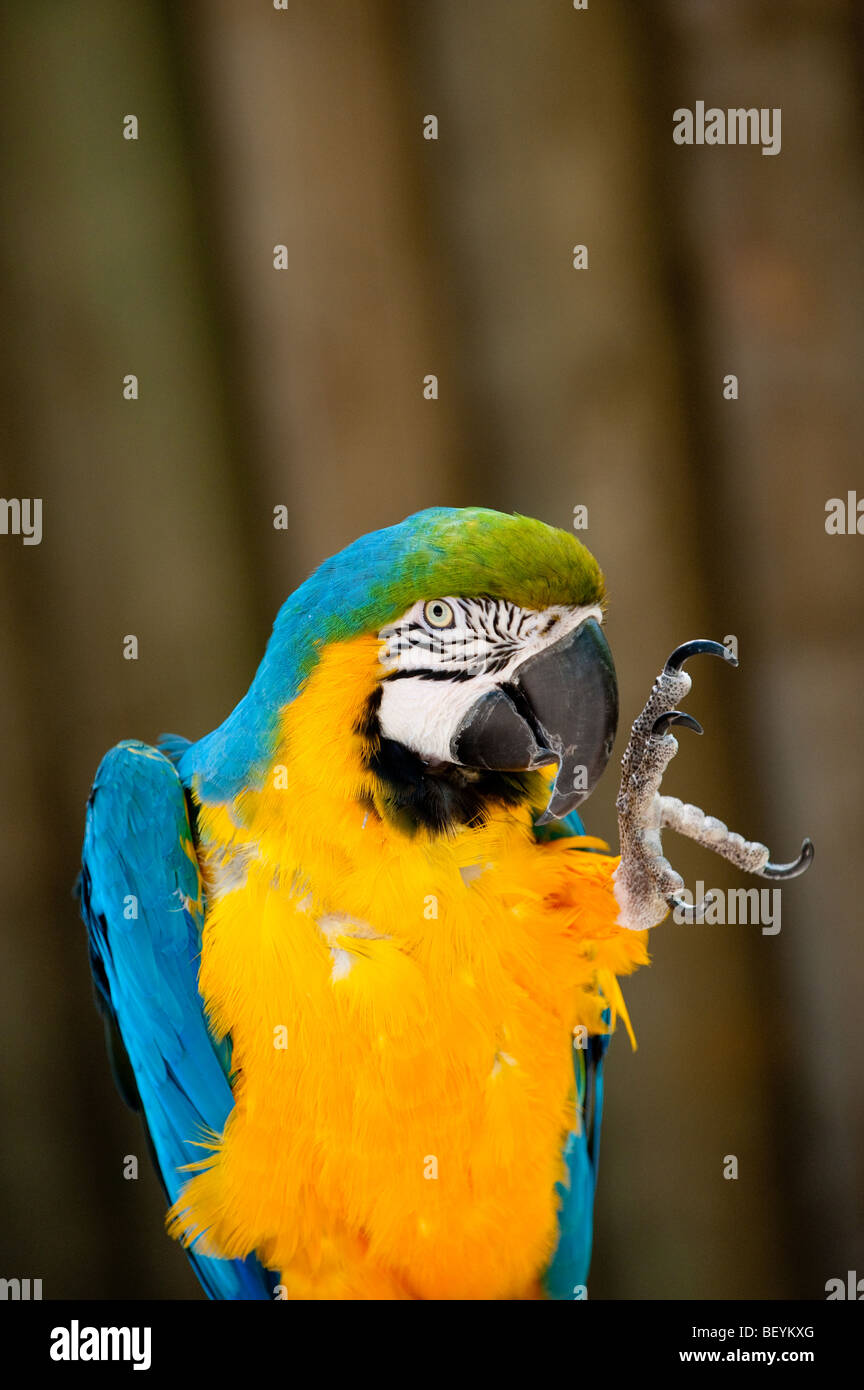 A colorful macaw waving hello Stock Photo - Alamy