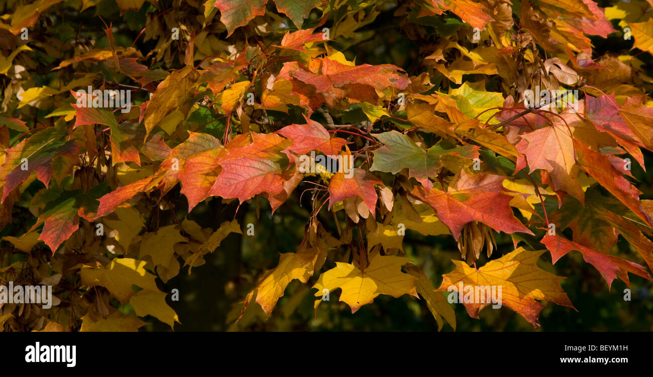 Leaves turn fall colors hi-res stock photography and images - Alamy