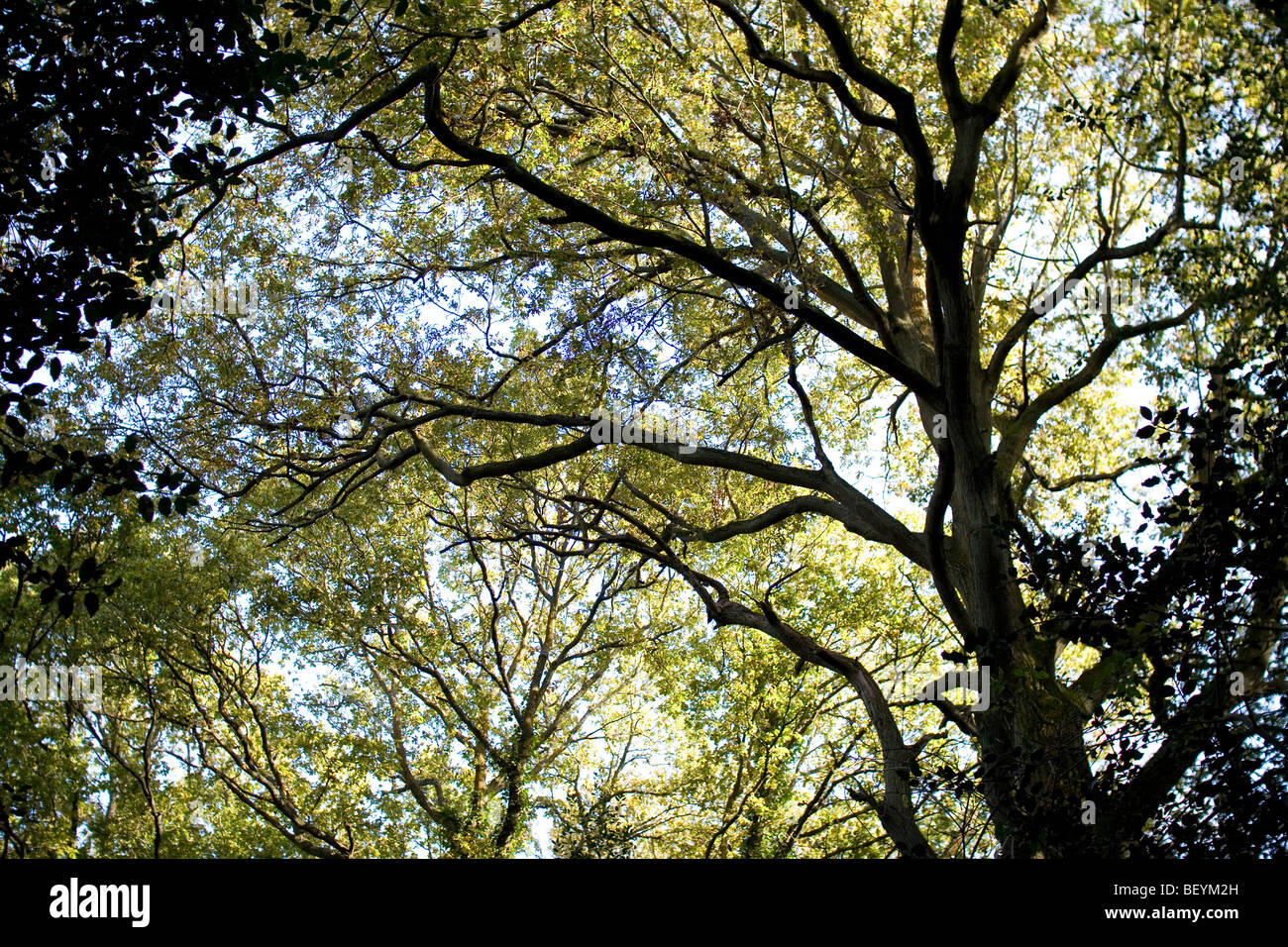 Woodland scene in Autumn, Kent, England Stock Photo - Alamy