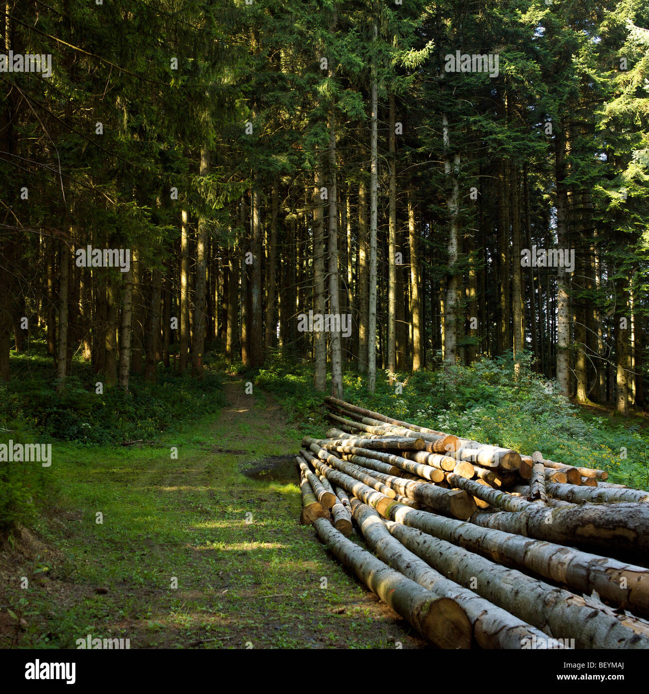 Trunks of fir trees in an undergrowth Stock Photo - Alamy