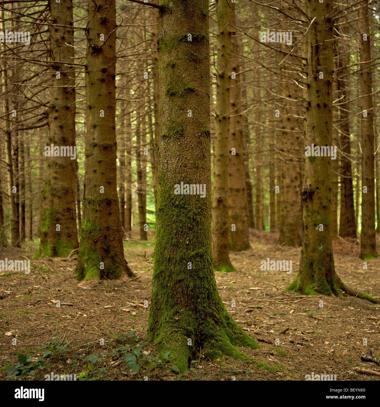 Trees in a forest of fir trees Stock Photo - Alamy