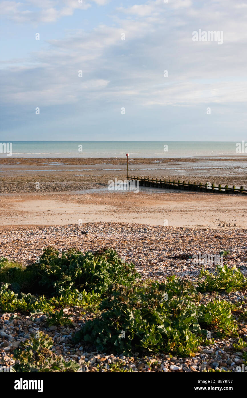 Vegetated shingle beach in Littlehampton, West Sussex Stock Photo - Alamy