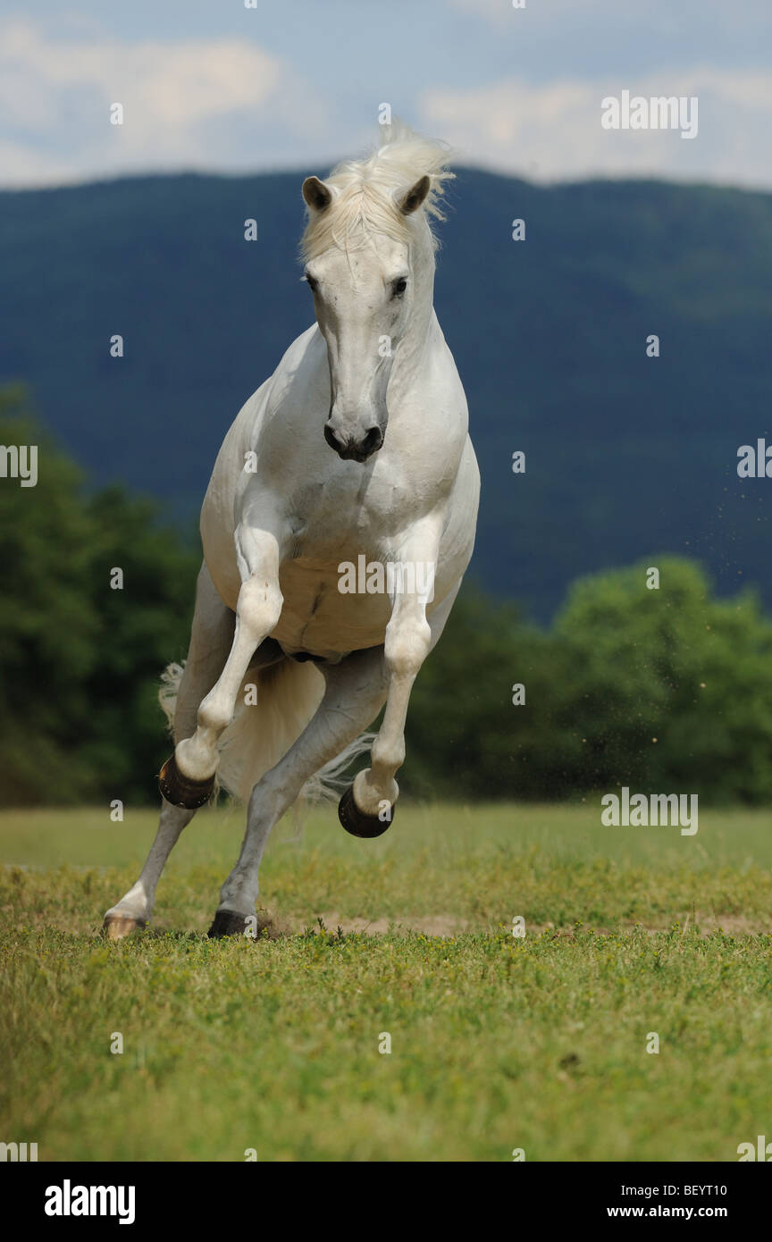 White andalusian horse hi-res stock photography and images - Alamy