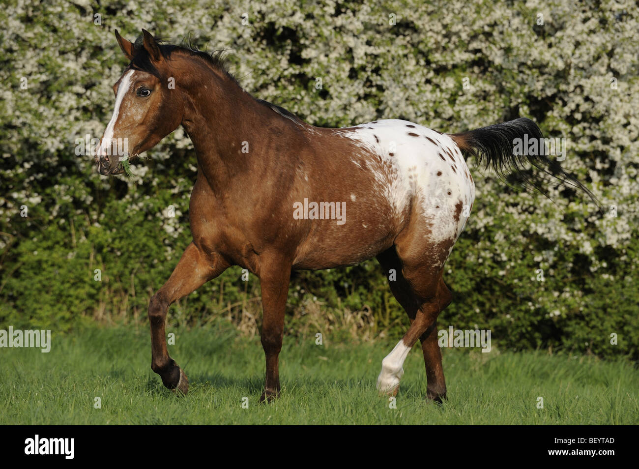 AraAppaloosa Horse (Equus caballus). Young mare trotting over a meadow ...