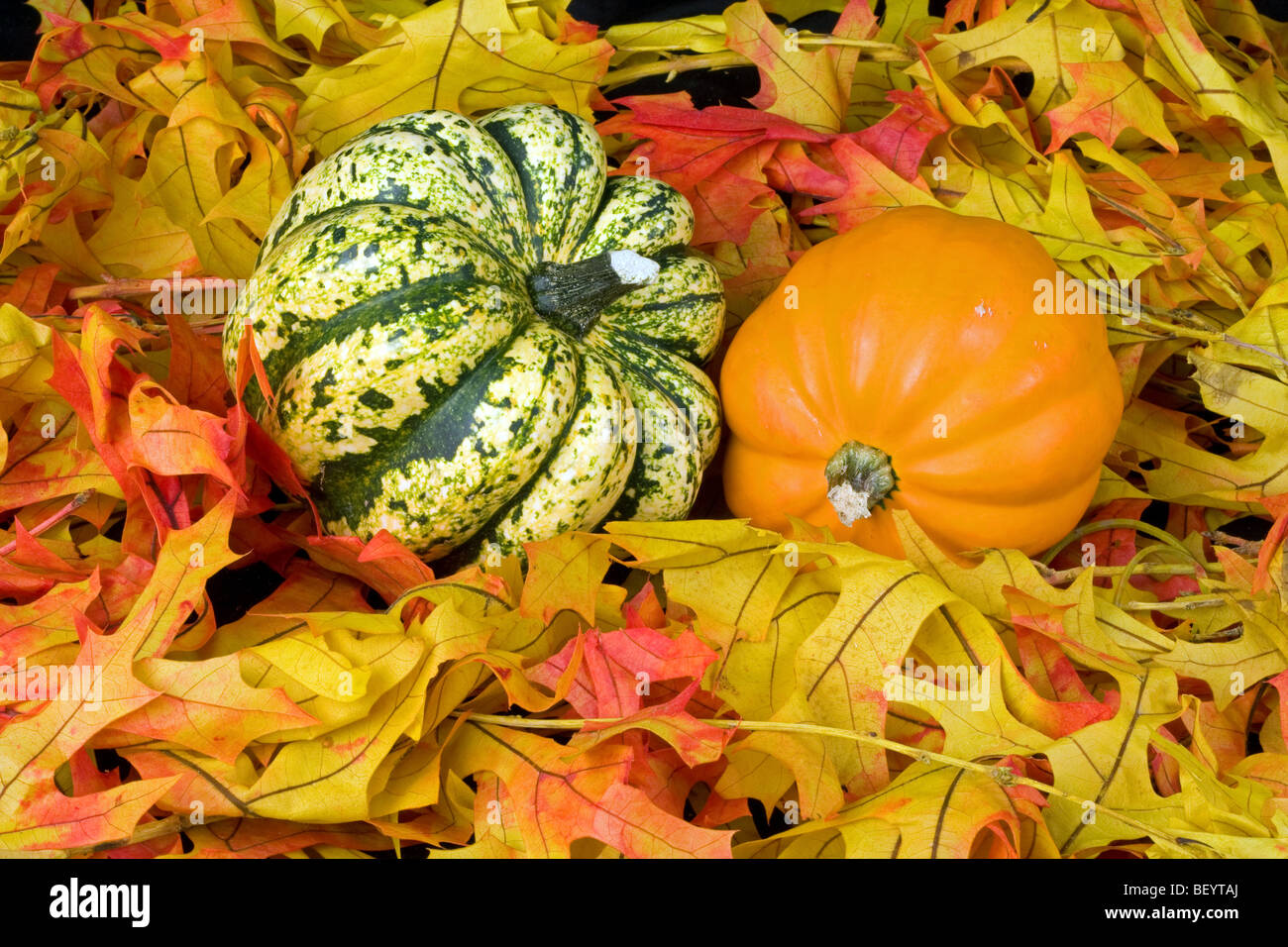 fall squash leaves Stock Photo - Alamy