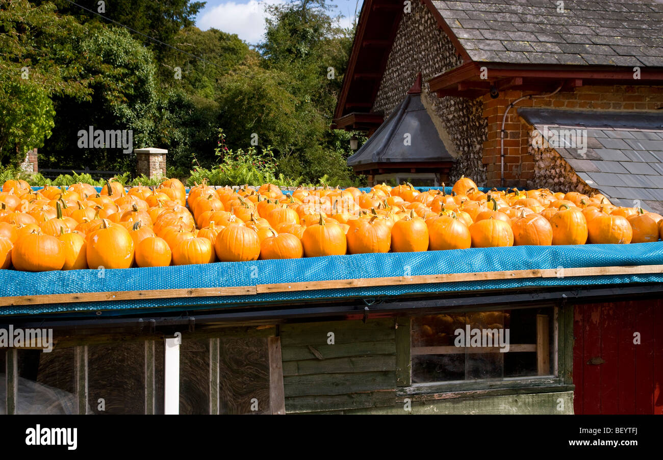 Pumpkins at Slindon, West Sussex Stock Photo - Alamy