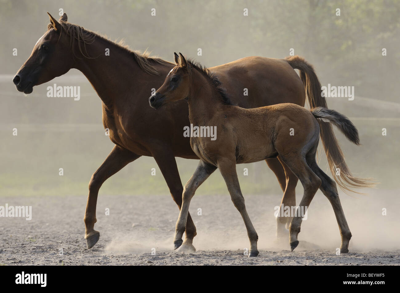 Arabian Horse (Equus caballus), mare with foal in a paddock Stock Photo ...