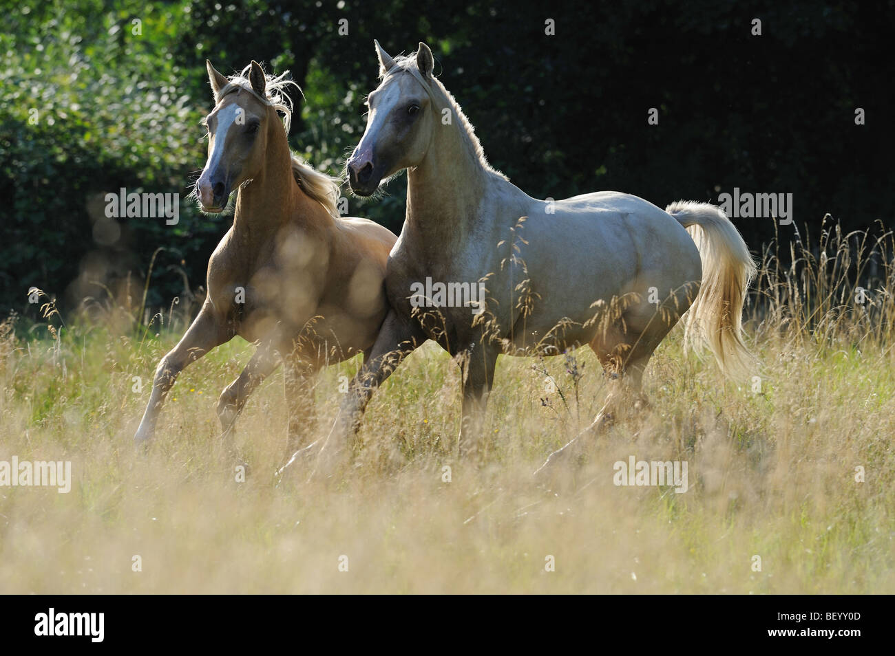 Barb horse hi-res stock photography and images - Alamy