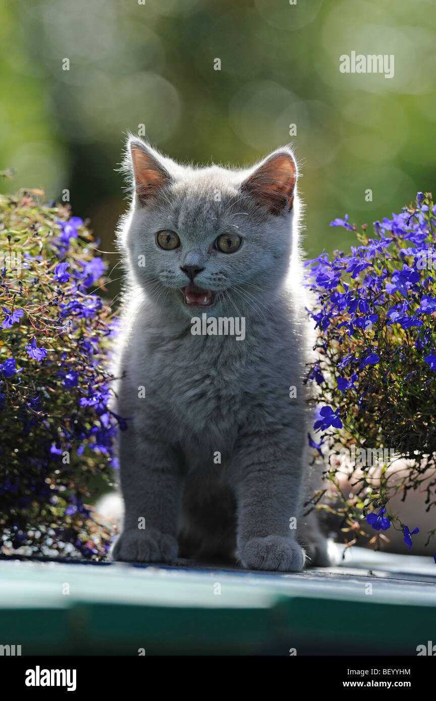 Domestic Cat, British Shorthair (Felis catus, Felis silvestris) sitting between blue flowers ...