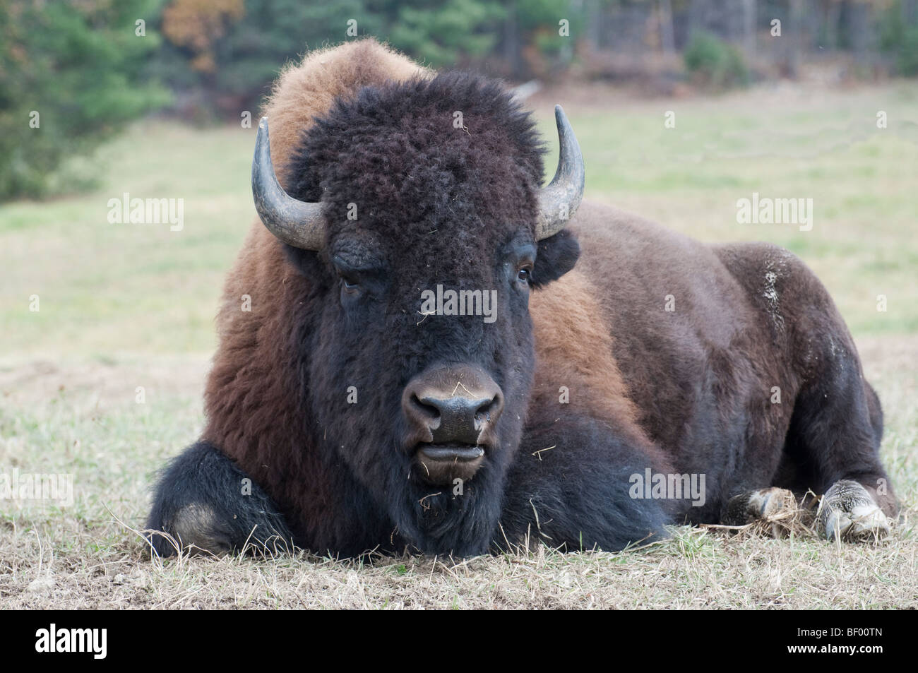 Male bison hi-res stock photography and images - Alamy