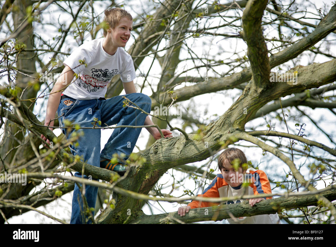 teenage boys climbing a tree Stock Photo - Alamy