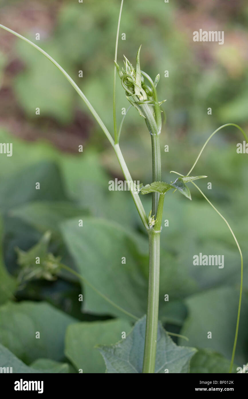 Vine plants hi-res stock photography and images - Alamy