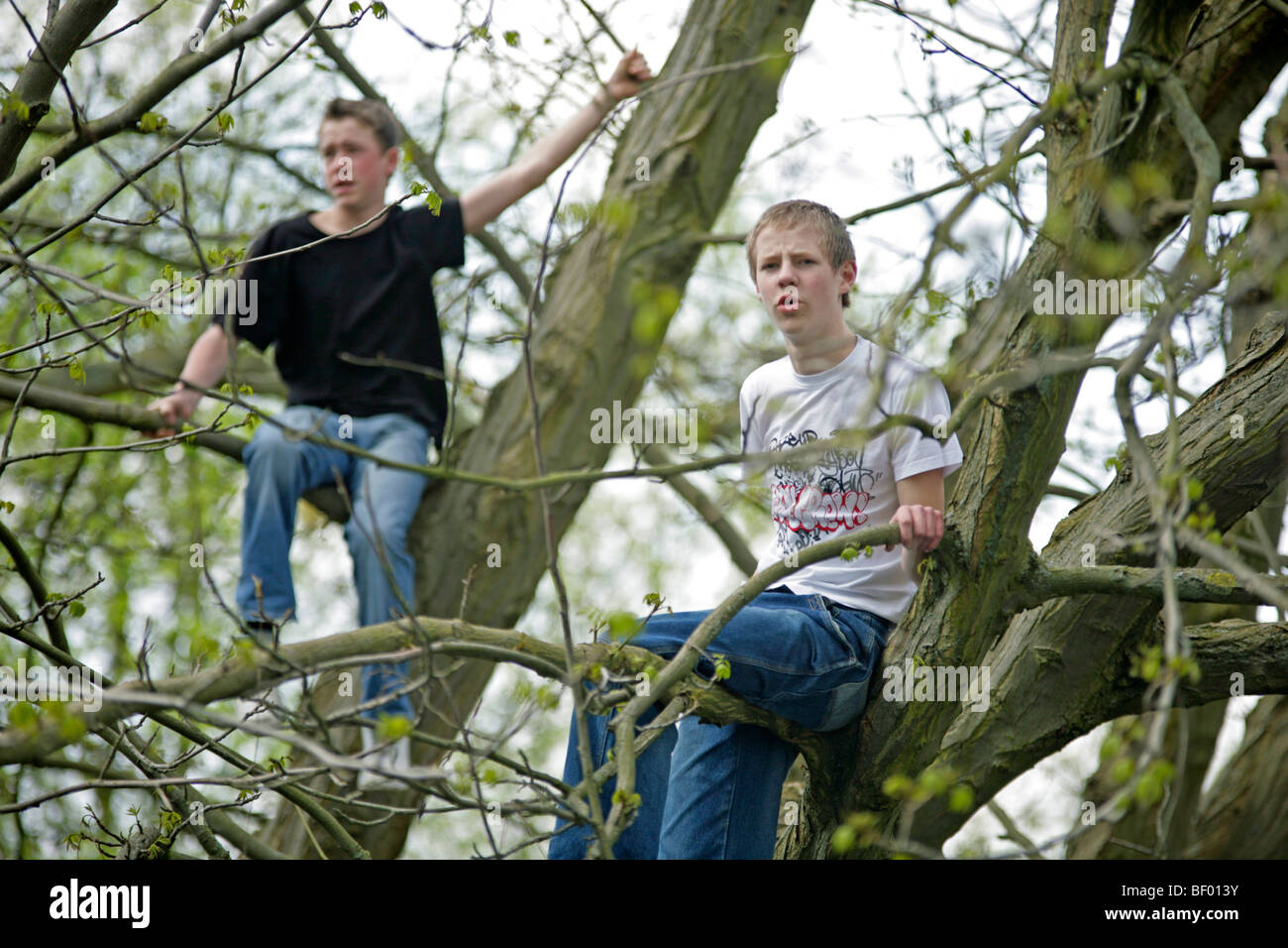 teenage boys climbing a tree Stock Photo - Alamy