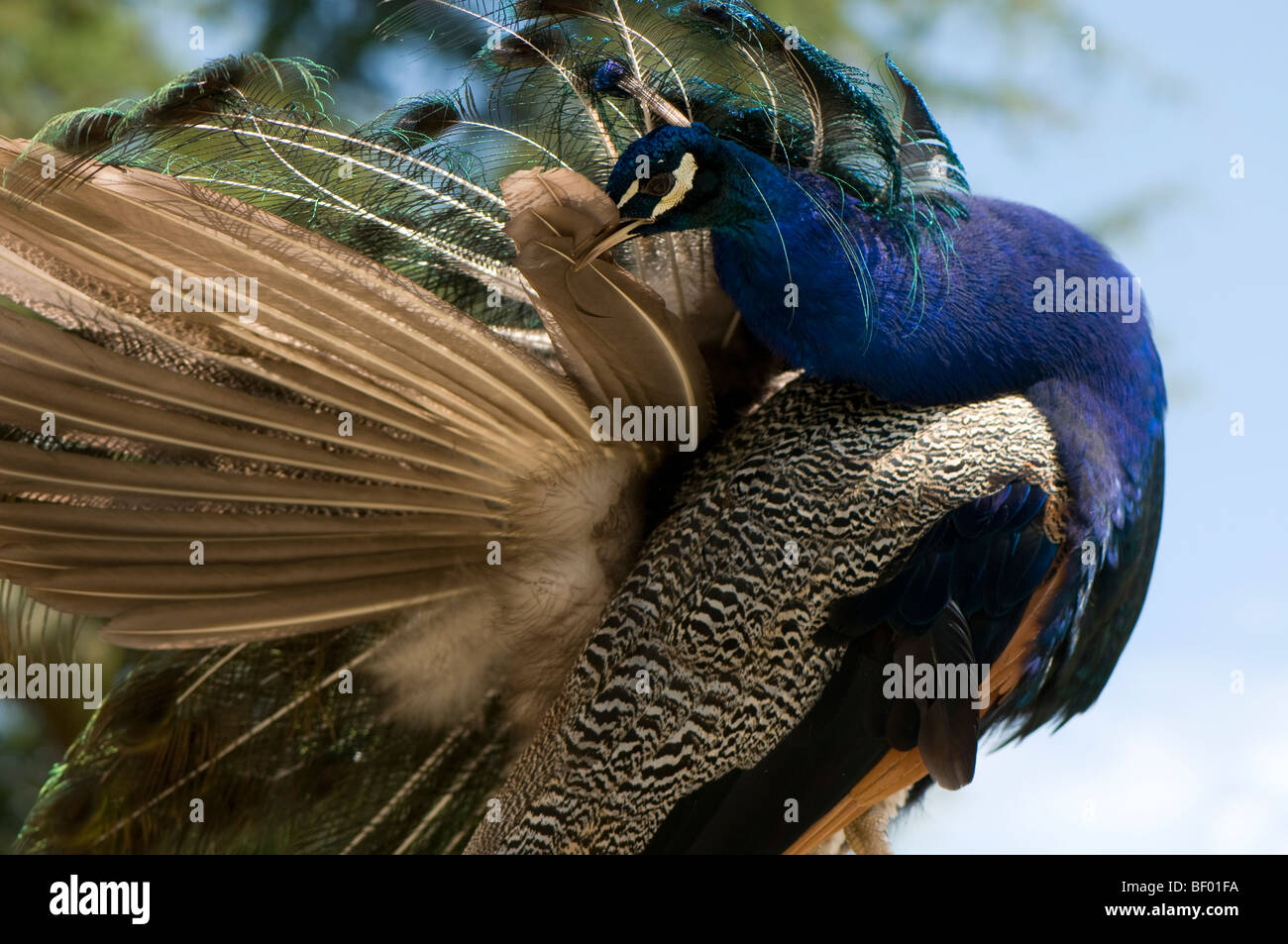 Preening peacock hi-res stock photography and images - Alamy