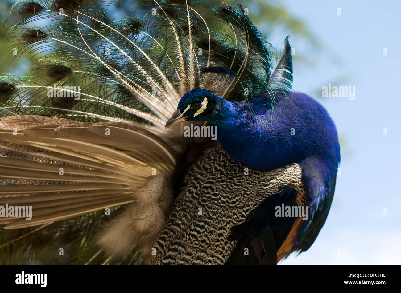 Male peafowl preening hi-res stock photography and images - Alamy