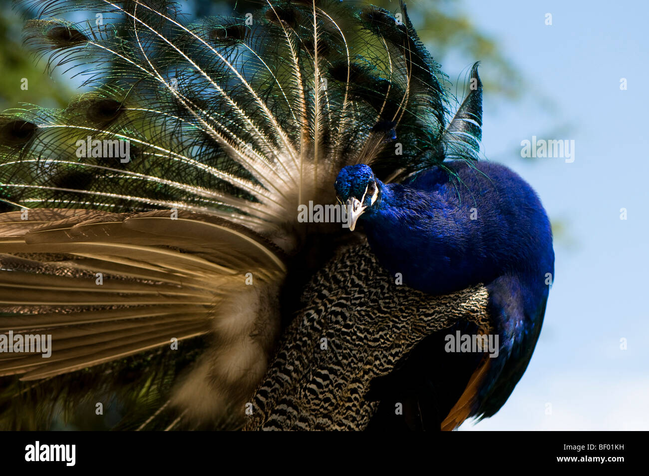 Male peacock, Pavo cristatus, preening Stock Photo - Alamy