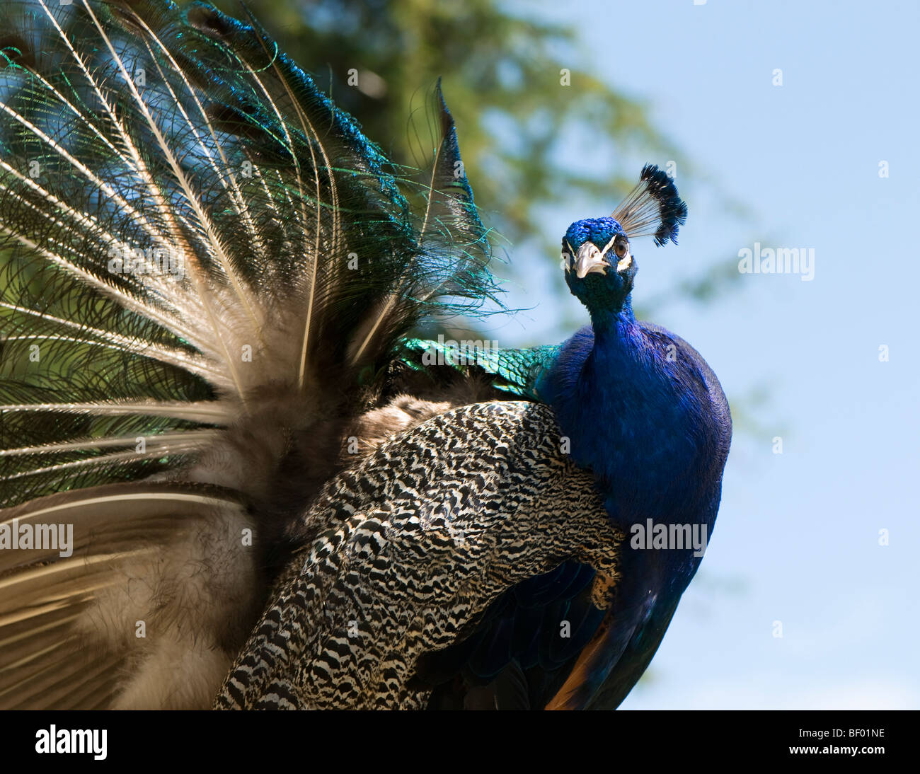 Male peacock, Pavo cristatus Stock Photo - Alamy