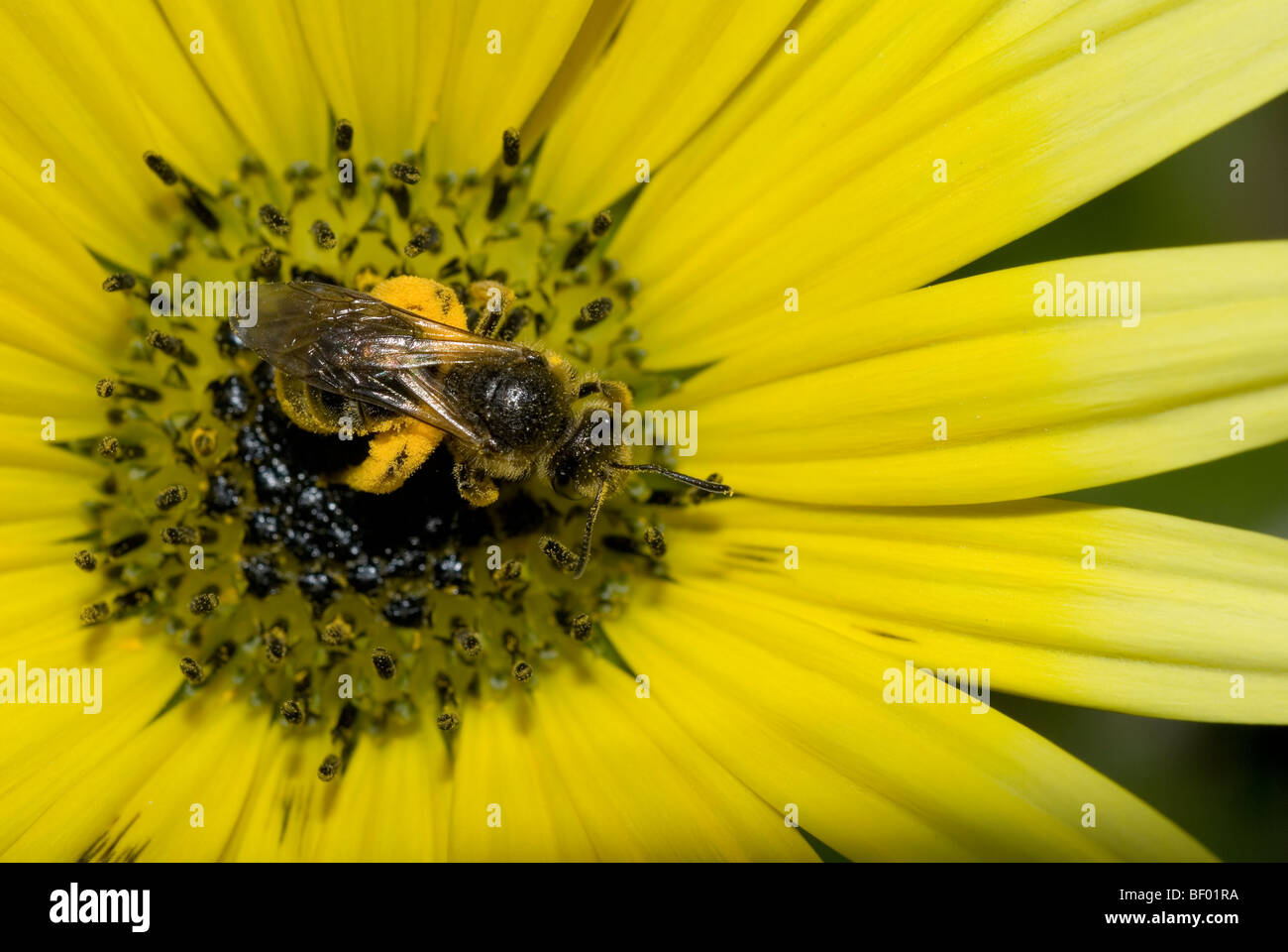 Bee on calendula hi-res stock photography and images - Alamy