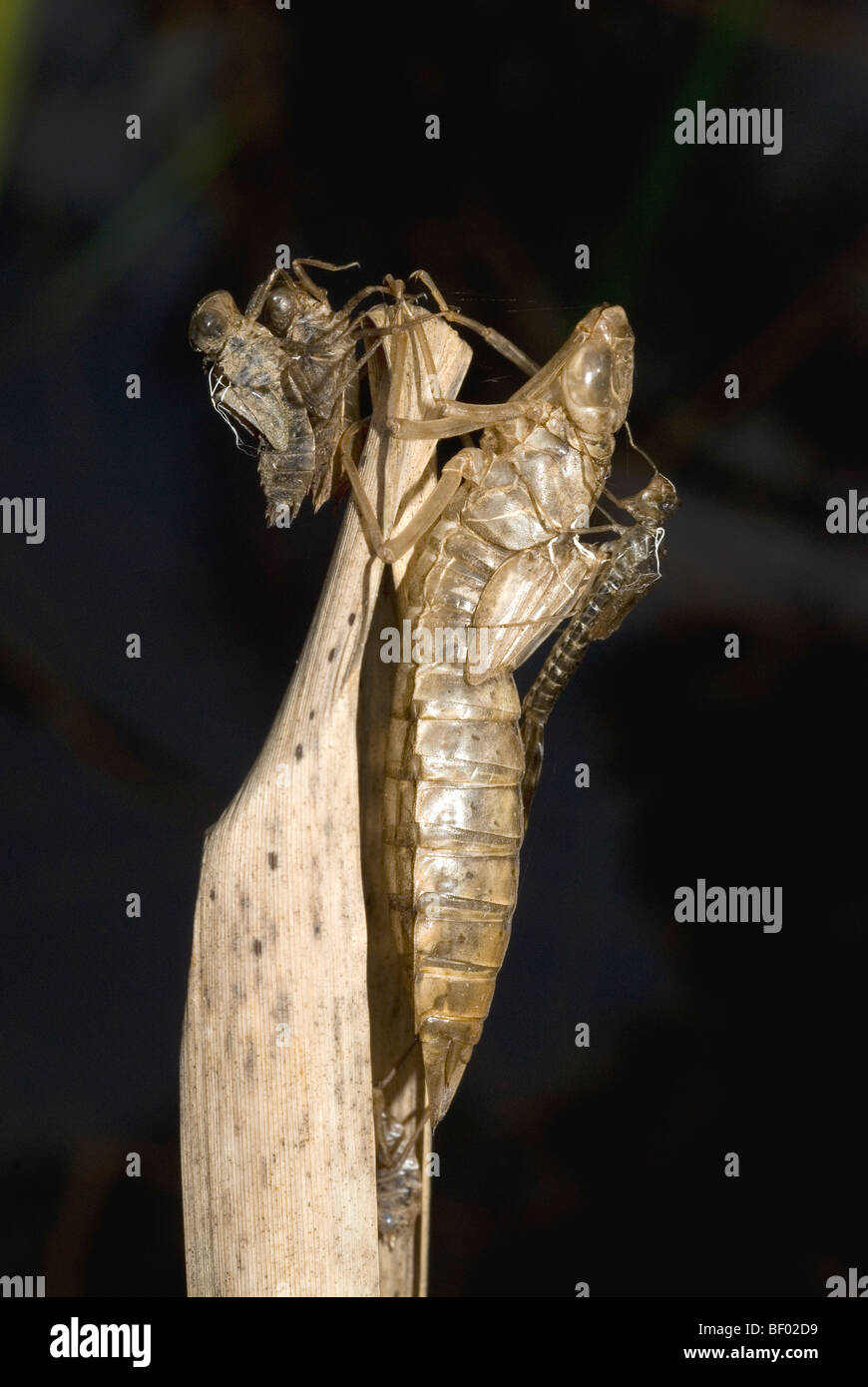 Dragonfly Exoskeleton High Resolution Stock Photography and Images - Alamy