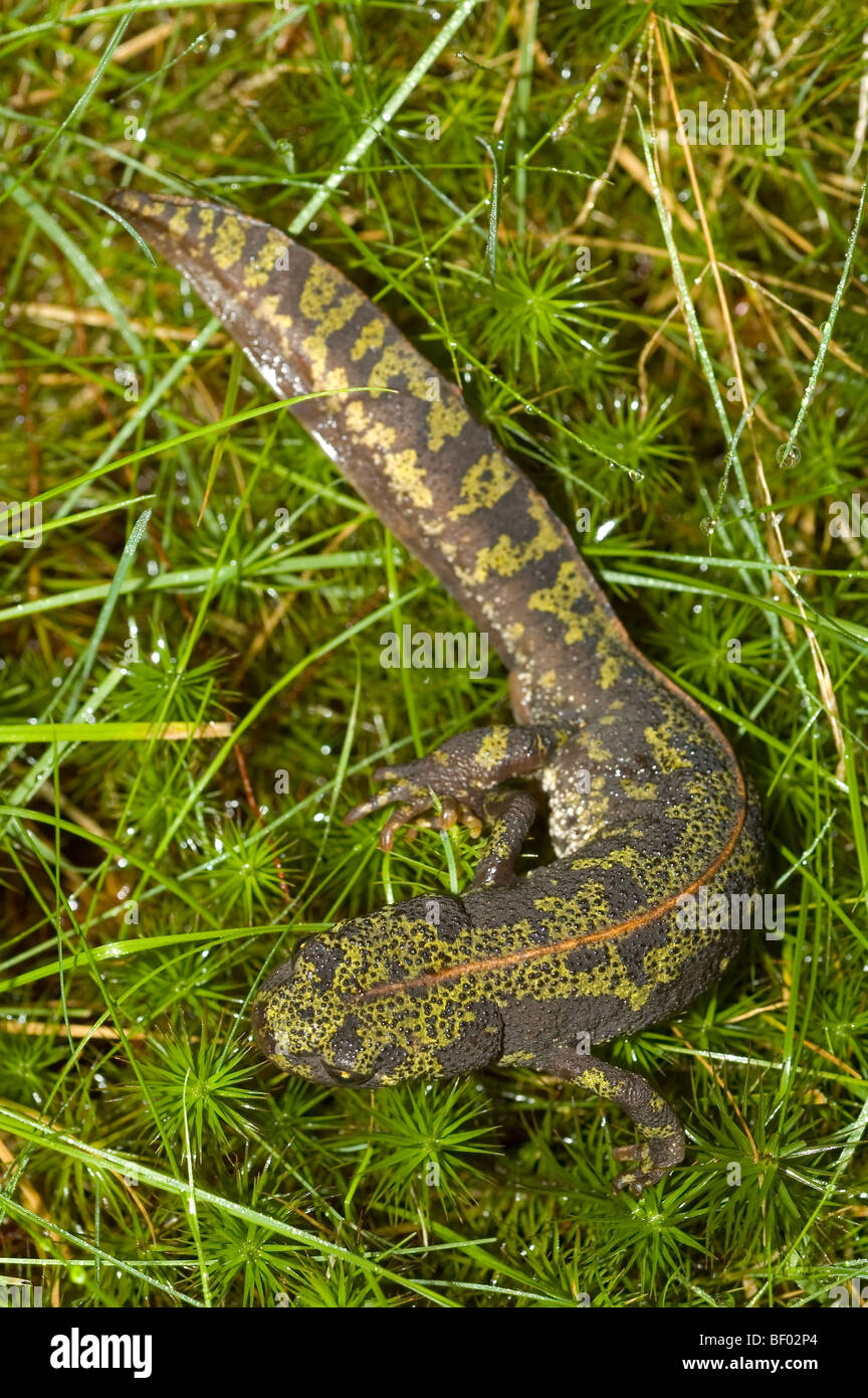 Marbled Newt (Triturus marmoratus Stock Photo - Alamy