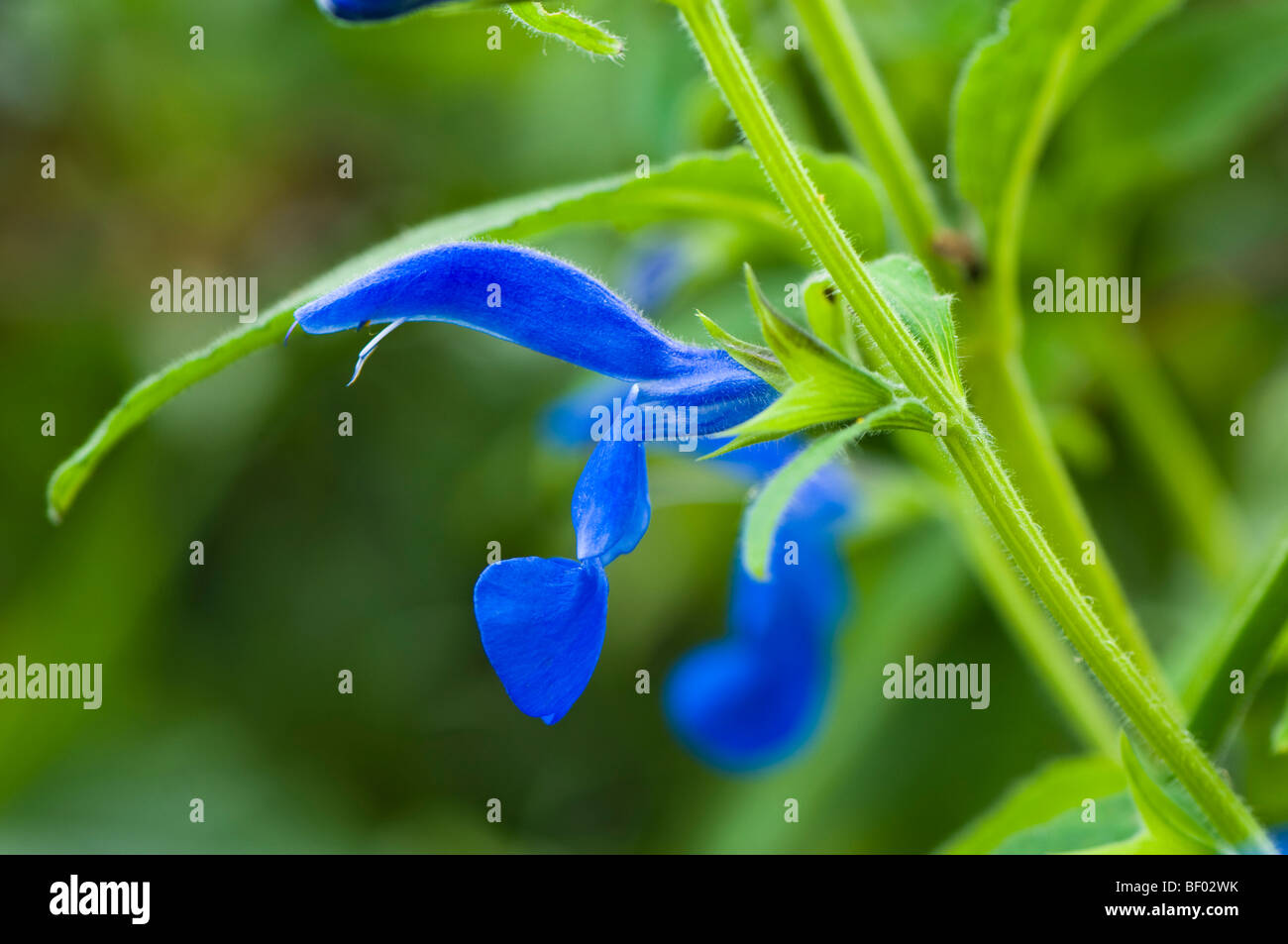 Salvia patens english garden hi-res stock photography and images - Alamy