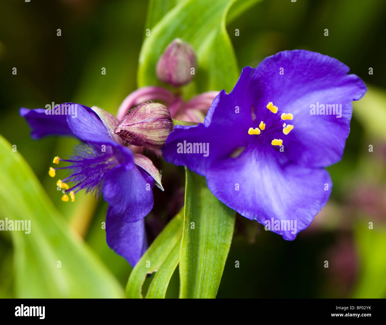 Tradescantia x andersoniana, Concorde Grape also known as Spiderwort ...