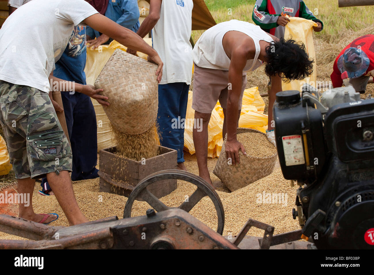 Filipino workers measuring rice into sacks after harvesting. Iloilo ...