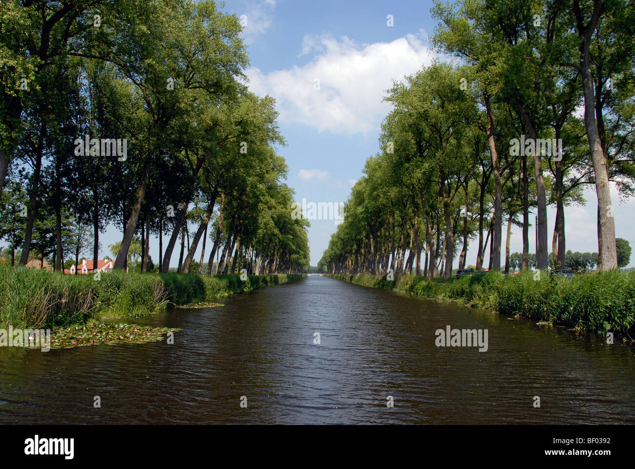 Tree-lined canal north of Damme near Bruges Brugge Belgium Stock Photo ...