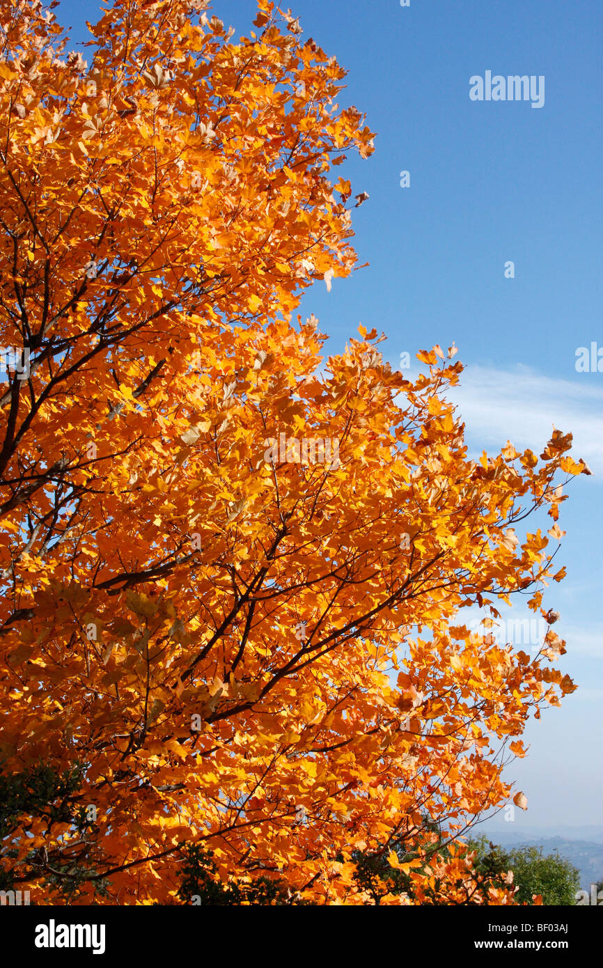 Trees in their wonderful Autumn / fall colors Stock Photo - Alamy