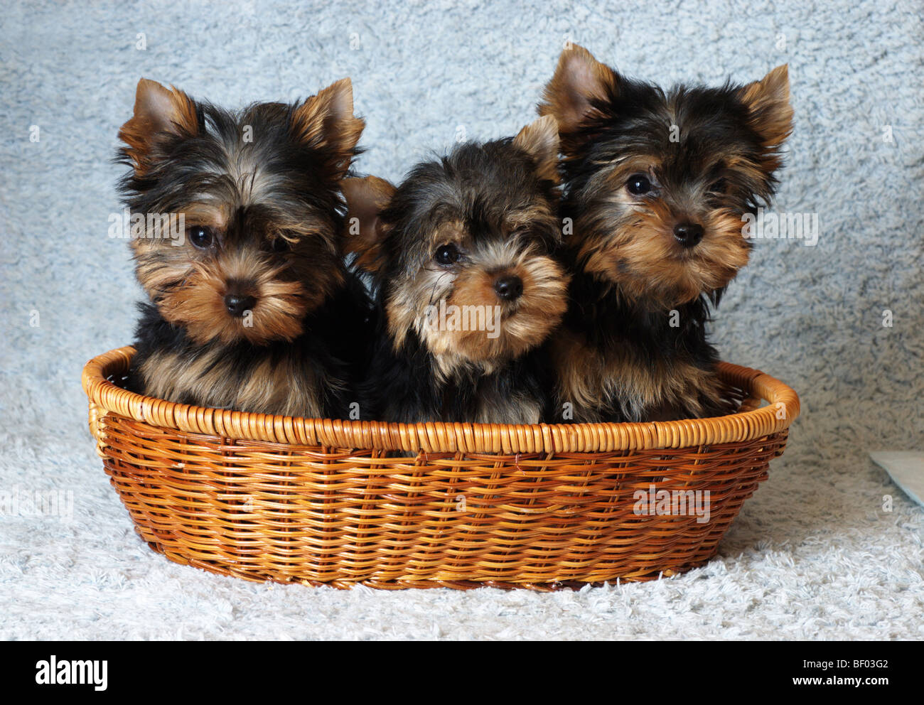 Three Yorkshire Terrier puppies Stock Photo - Alamy