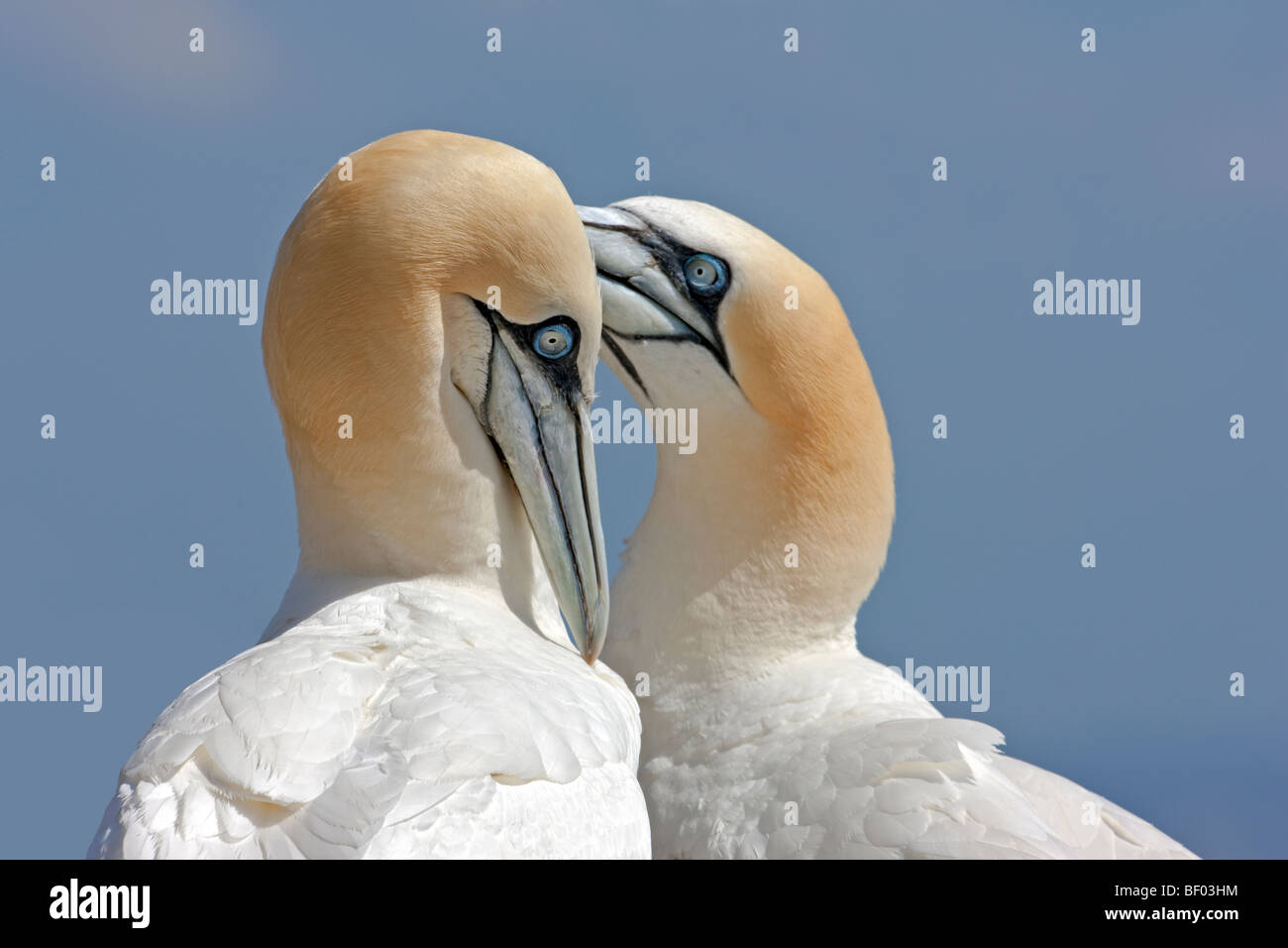 Mutually hi-res stock photography and images - Alamy