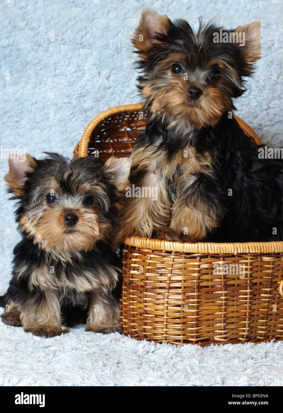 Two Yorkshire Terrier puppies Stock Photo - Alamy
