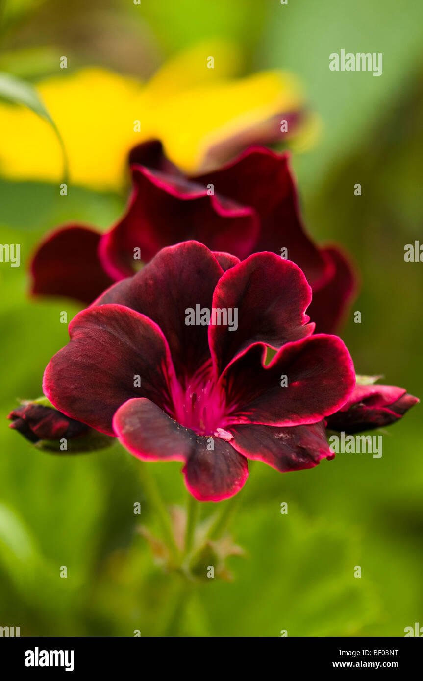 Lord bute hi-res stock photography and images - Alamy