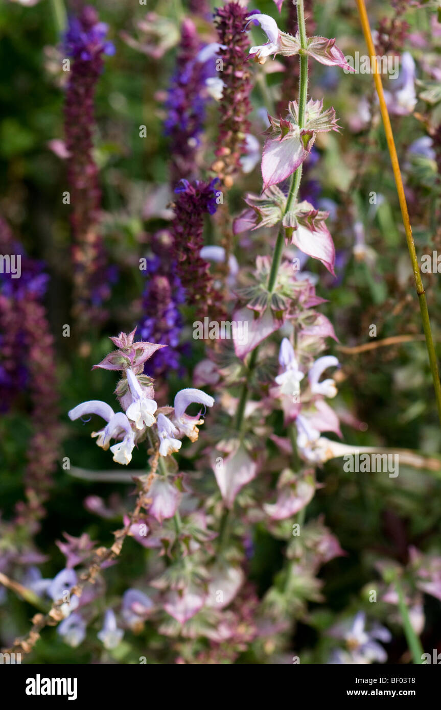 Clary sage salvia sclarea vatican pink hi-res stock photography and ...