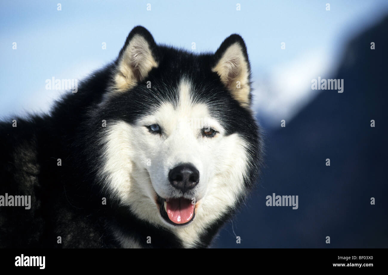 Husky (Canis lupus familiaris), portrait of male Stock Photo - Alamy