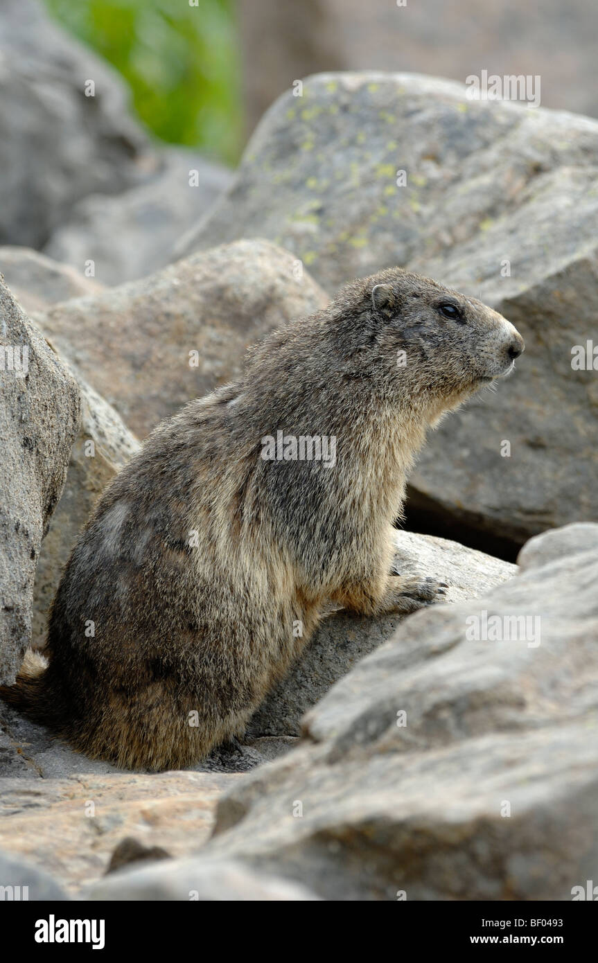 An Alert Alpine Marmot (Marmota marmota) Among Rocks in the Mercantour ...