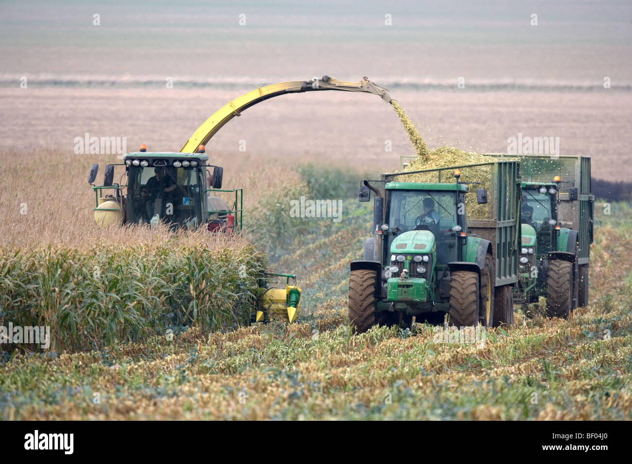Harvesting Maize to feed dairy cows Stock Photo - Alamy